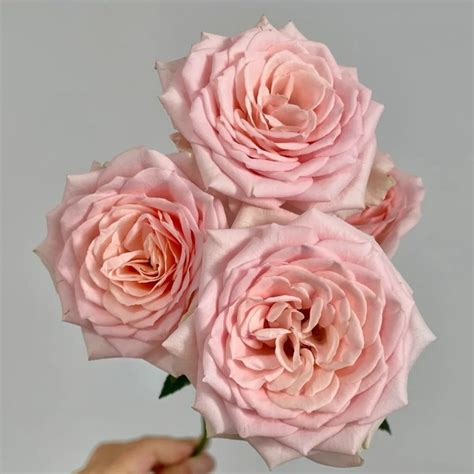 Sweet Sara Rose Plant｜甜蜜沙拉 Roseexplosion