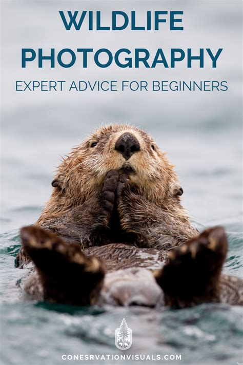 Wildlife Photography Guides Artofit