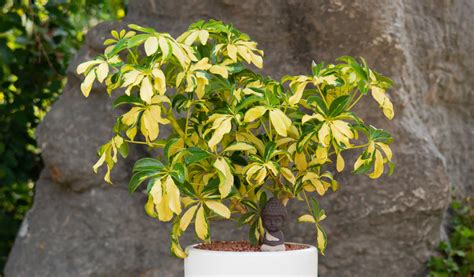 Variegated Schefflera Plant