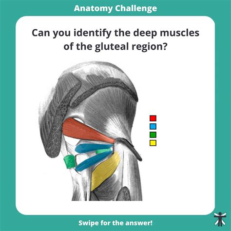 Teachmeanatomy Test Your Knowledge In Todays Gluteal