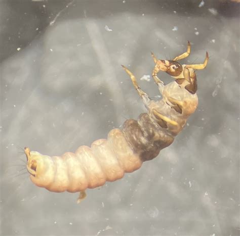 Glossosoma From Mormon Hollow Rd Millers Falls Ma Us On November 30 2023 At 02 17 Pm By Adam