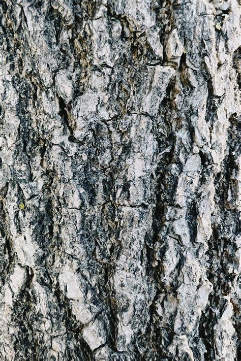 Безкоштовне стокове фото Outdoor багаторічна рослина біологія боке ботанічне дослідження