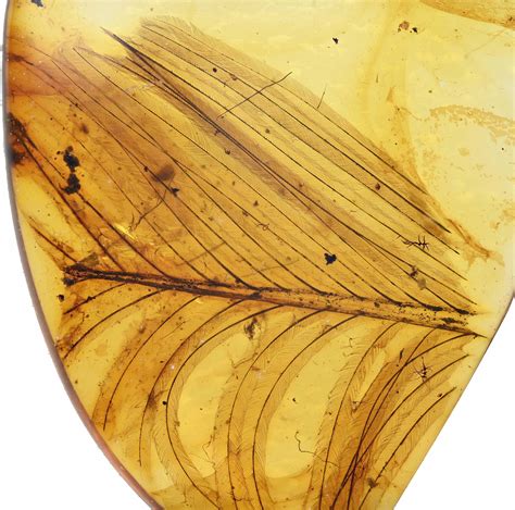Rare Aves Bird Feather Fossil Inclusion In Burmese Amber Etsy