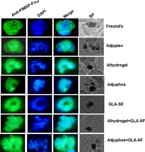 Detection Of Native Parasite Proteins Using Indirect Immunofluorescence Download Scientific