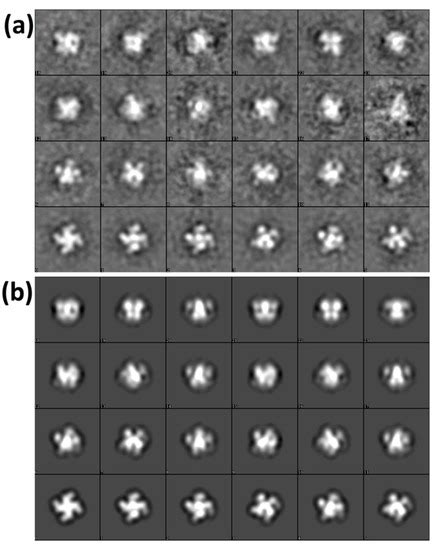 Toxins Special Issue Cellular Entry Of Binary And Pore Forming Bacterial Toxins