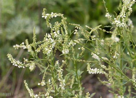 Донник белый (Melilotus albus) - лекарственное, чайное, ядовитое ...