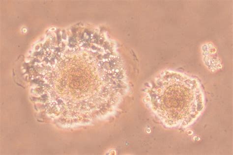 Company Overview Opticell Inc