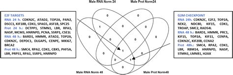 Transcriptomics And Proteomics Revealed Sex Differences In Human Pulmonary Microvascular