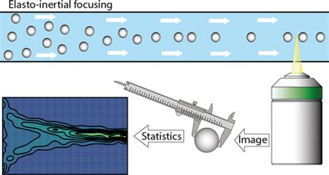 elasto inertial focusing of mammalian cells and bacteria using low