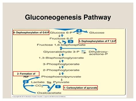 Gluconeogenesis Steps