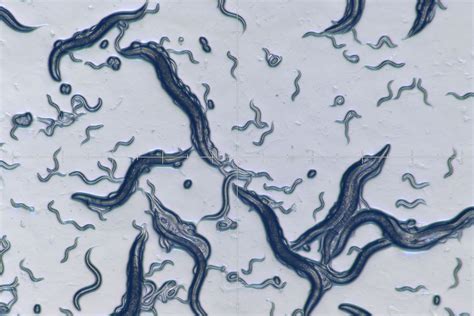 A Guide To C Elegans Research Working With Nematodes Learn And Share Leica Microsystems