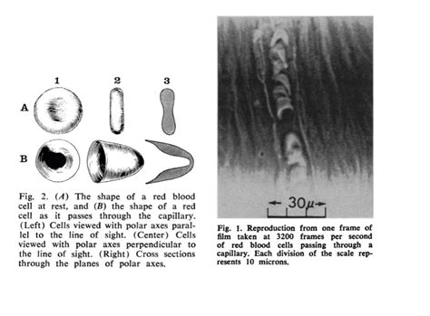 Structure Function Production And Fate Of Red Blood Cells Deranged Physiology