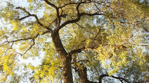 Green Leaf Flowers And Trees Chart Greenery Powerpoint Background For Free Download Slidesdocs