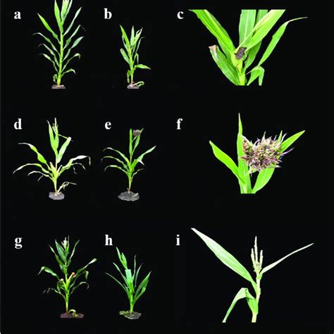 Three Types Of Tassel Symptoms In Typical Maize Inbred Lines Infected