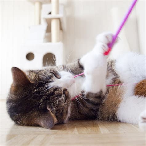 Go Play On Your Own Independent Play For Cats • Feline Engineering