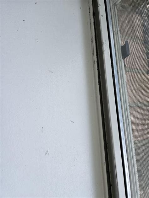 Are These Termite Wings Rtermites