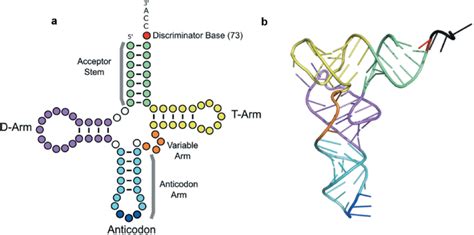 Trna Structure