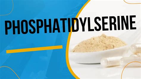 Phosphatidylserine Benefits Dosage And Effects On The Human Brain