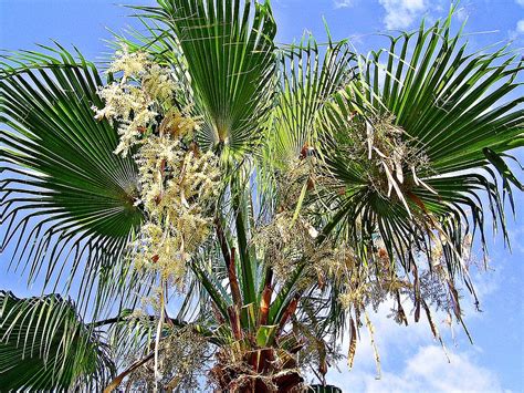 Flowering Palm Photograph By Olga Vlasova Pixels