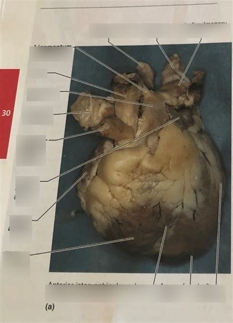 Anatomy Lab Practical 2 Figure 30 7 A Diagram Quizlet
