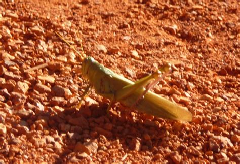 The Grasshopper Complex Part Iii Campfire Tales