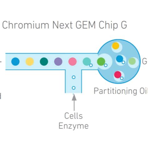 单细胞测序价格 品牌 丁香通官网