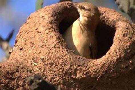 ببینید انتظار دیدنی دو پرنده‌ کوچک برای بازگشت والدین خود خبرآنلاین