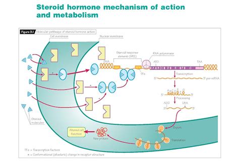 Steroid Hormone Mechanism Of Action And Metabolism Pediagenosis