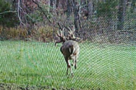 New World Record Antlered Doe Or Is It North American Whitetail