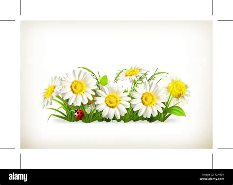 Daisies In Grass Vector Stock Vector Image And Art Alamy