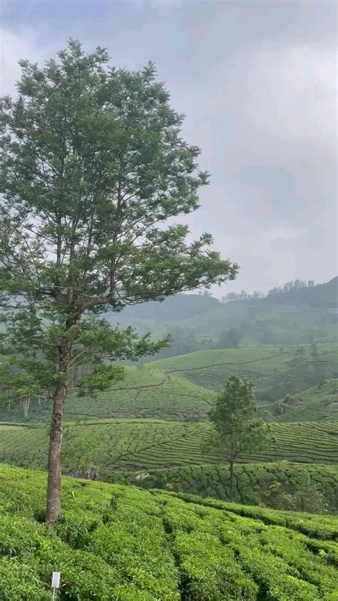 📍 Munnar Nature Photography Beautiful View Video Nature Landscape