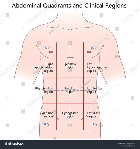 Abdominal Clinical Examination Over 525 Royalty Free Licensable Stock