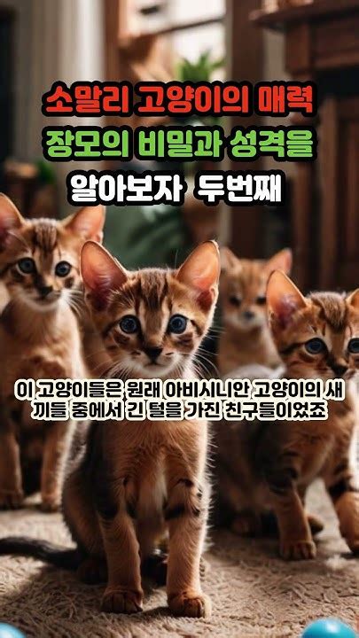 소말리 고양이의 매력 장모의 비밀과 성격을 알아보자 두번째 사랑스러운동반자 장난기가득한매력 행복한교감 우아한외모 Youtube