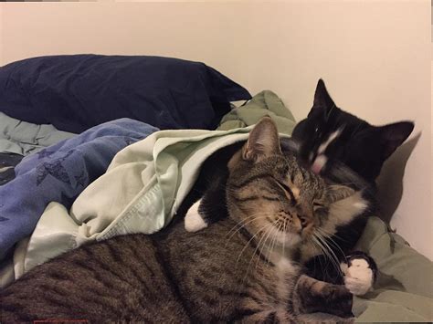 Why Do Cats Like To Cuddle In The Morning