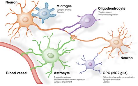 neurons and synapses in the brain
