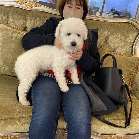 비숑프리제 숑숑이 책임분양 말티즈무료분양 고양이품종 털안빠지는강아지 애견 강아지키우기 샴고양이 아메리칸숏헤어 말티푸무료분양 빅토리아펫보호소 입양완료