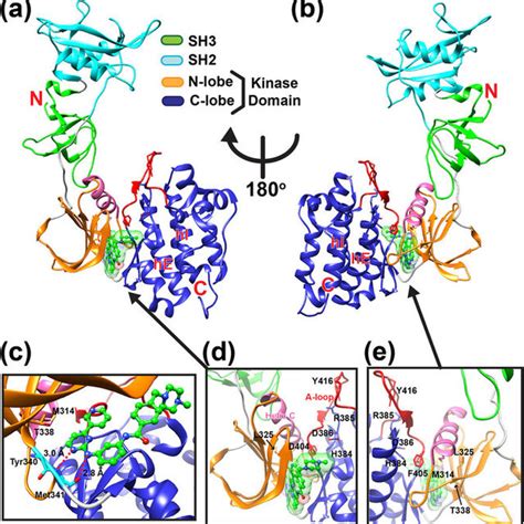 Crystal Structure Of The Unphosphorylated Human C Src Bound To