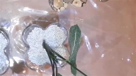 چگونه گل سینگونیوم را قلمه در بستر کاشت هورمون ریشه زایی پرلیت بزنیم تکثیر نگهداری آفت کشی تعویض