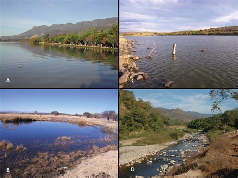 Animal Extinction Chart