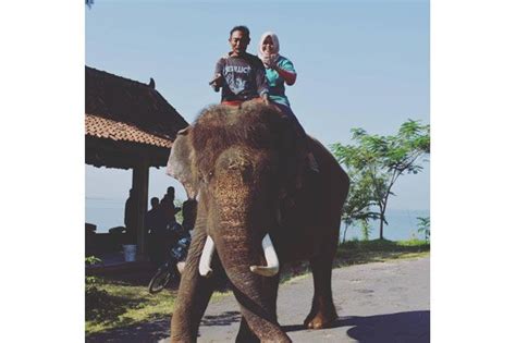 Gajah Pembunuh Dokter Cantik Pernah Tewaskan Pawangnya