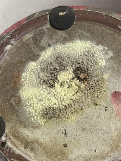 Are These Spring Tails Rbugidentification