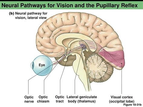 Ppt Chapter 10c Powerpoint Presentation Free Download Id2390538