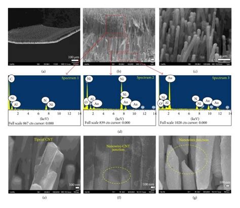 sem images and eds for nw cnt heterostructures a vertically aligned