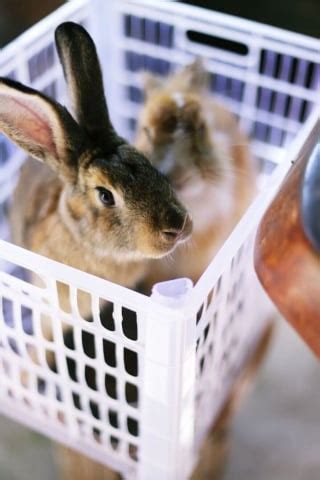 12 Photos Craquantes Dun Duo De Lapins Heureux En Famille
