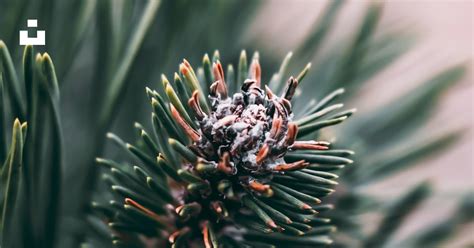 소나무 가지의 클로즈업 사진 Unsplash의 무료 식물 이미지