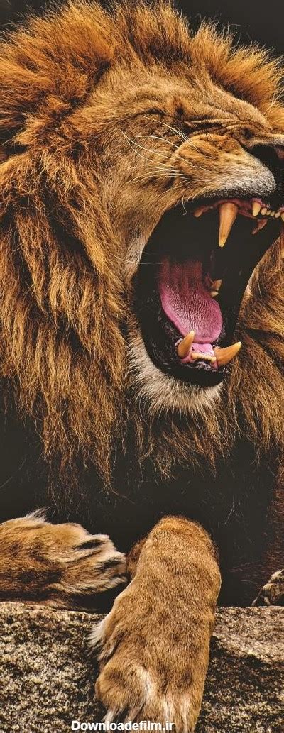 عکس تصویر زمینه شیر