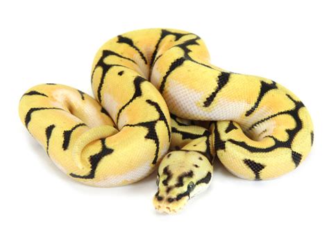 Orange Dream Bumblebee Markus Jayne Ball Pythons
