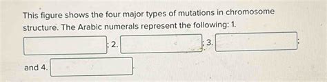 Solved This Figure Shows The Four Major Types Of Mutations In