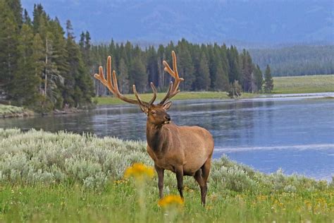 Elk Yellowstone Drew Cisek Flickr