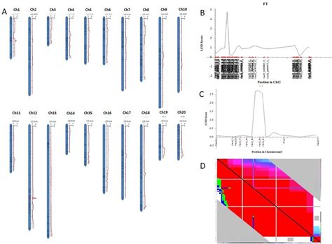 Genetic Map Of F 2 Populations With Qtls Constructed With Qtl